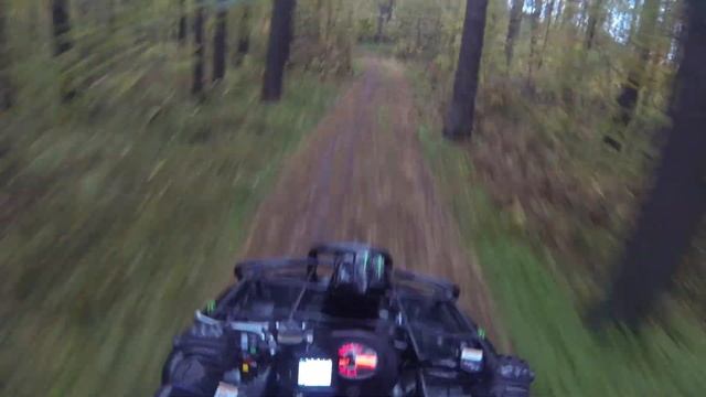 Мишка гаммер на болотине 1