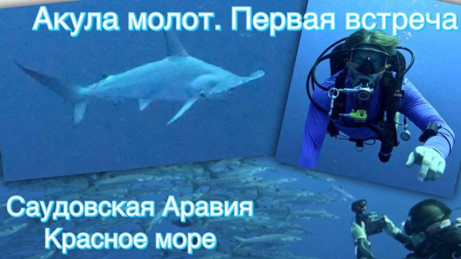 Акула молот! Первая встреча! Саудовская Аравия Красное море. Стая огромных барракуд и черепаха!