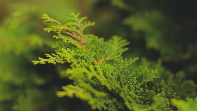 1494264-hd_1920_1080_24fps