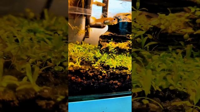 Гуппи Эндлера #сезонконтентаRUTUBE