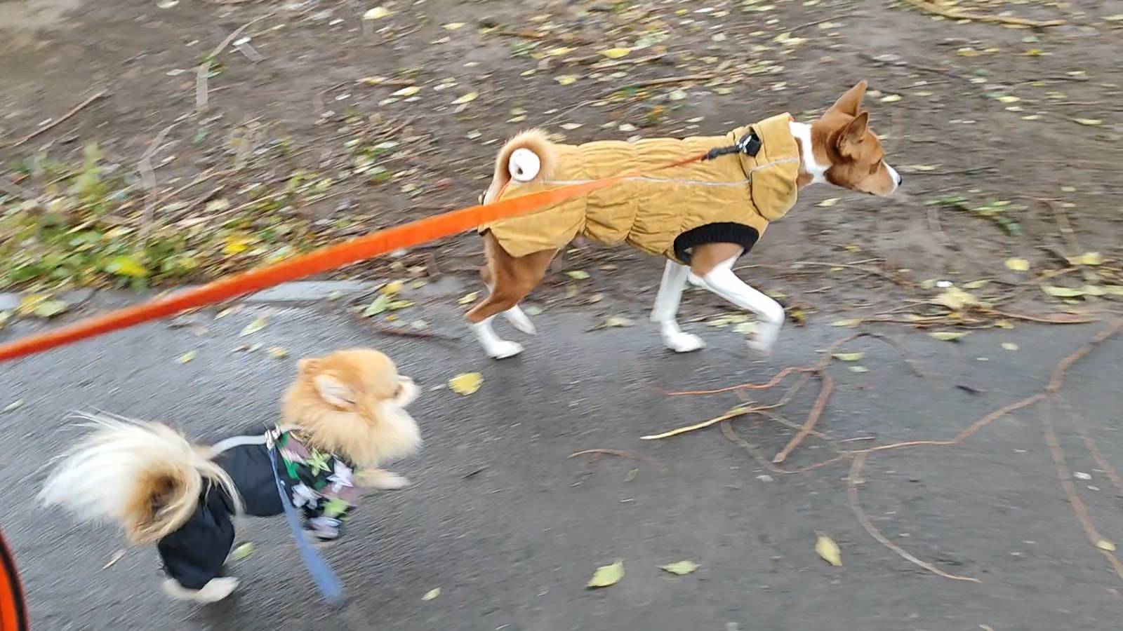 Ноябрь начинается, собаки разлетаются. Лео и Фокс. Два ураганных утра | Передержка собак Ростов