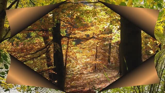 Солнечные брызги осени