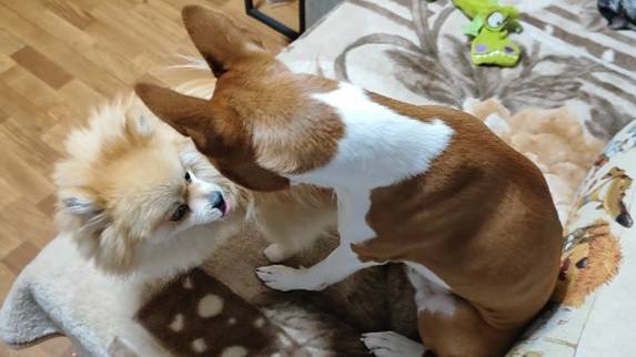 Срочно, всех и сразу гладь! На нас гладильное настроение напало :) Передержка собак Ростов 09.11.24