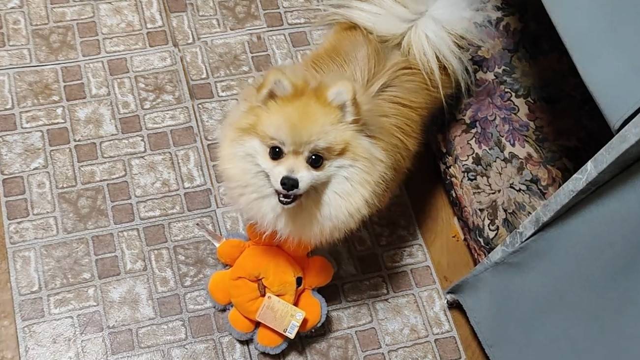 Игрушек много не бывает! Фокс и осьминожка. 29.09.24