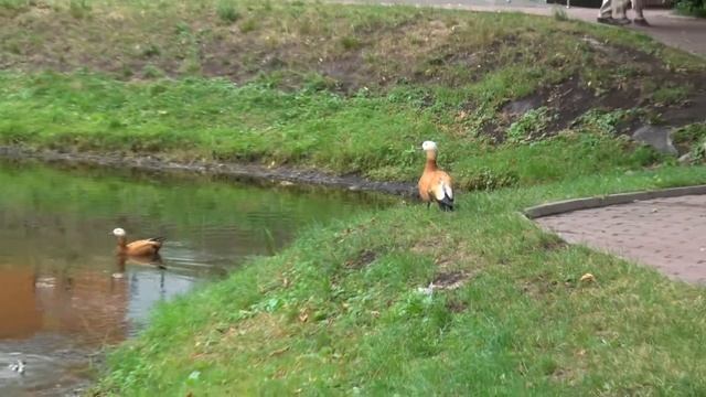 Телестудия ZOOM - Camera test