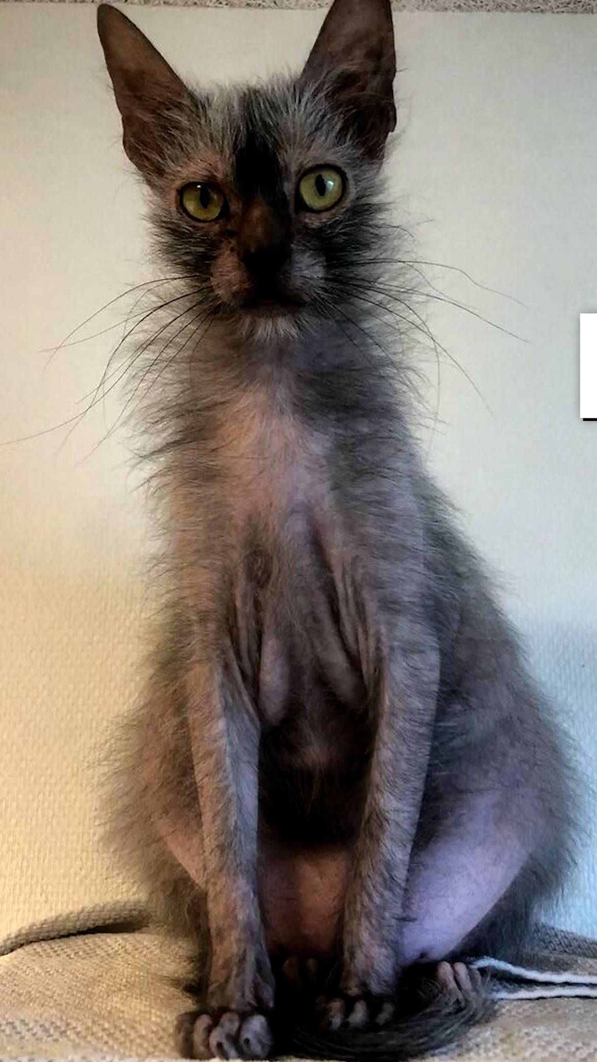 ТОП 5 странных пород кошек.