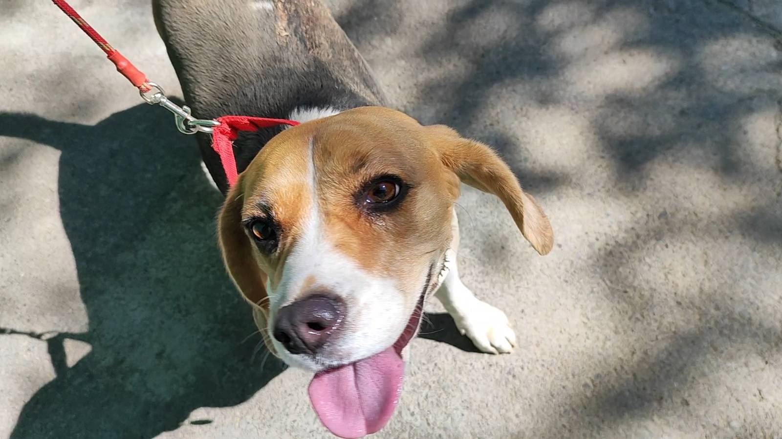 Сюрпризец от Грейси. ЪУЪ такой быть! | Передержка собак Ростов. 20.09.24