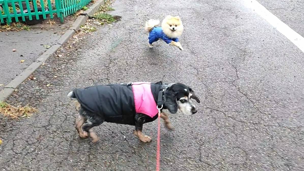 Преимущество прогулки в дождь: "лающие" заборы молчат. Марта и Фокс | Передержка собак Ростов