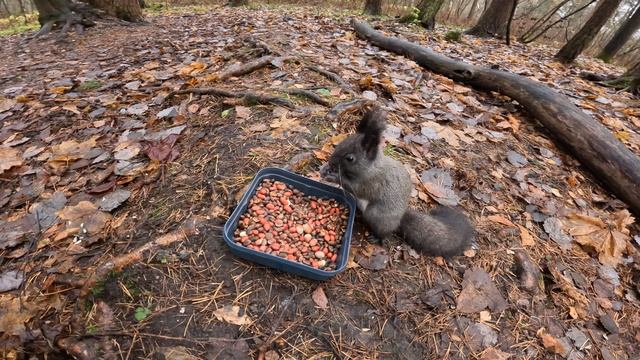 Санкт-Петербург Парк Александрино  Белки и кедровые орехи Осень 2024