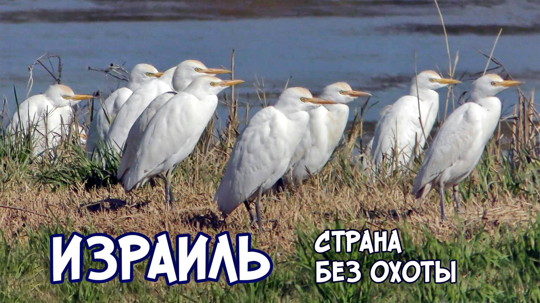 Израиль. От Негева до Галилеи. Страна без охоты.