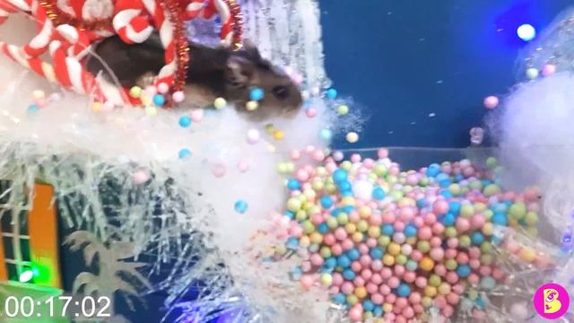 ДВОЕ в СНЕЖНОМ ЛАБИРИНТЕ** КТО ПЕРВЫЙ ПРОЙДЕТ ВСЕ ИСПЫТАНИЯ?