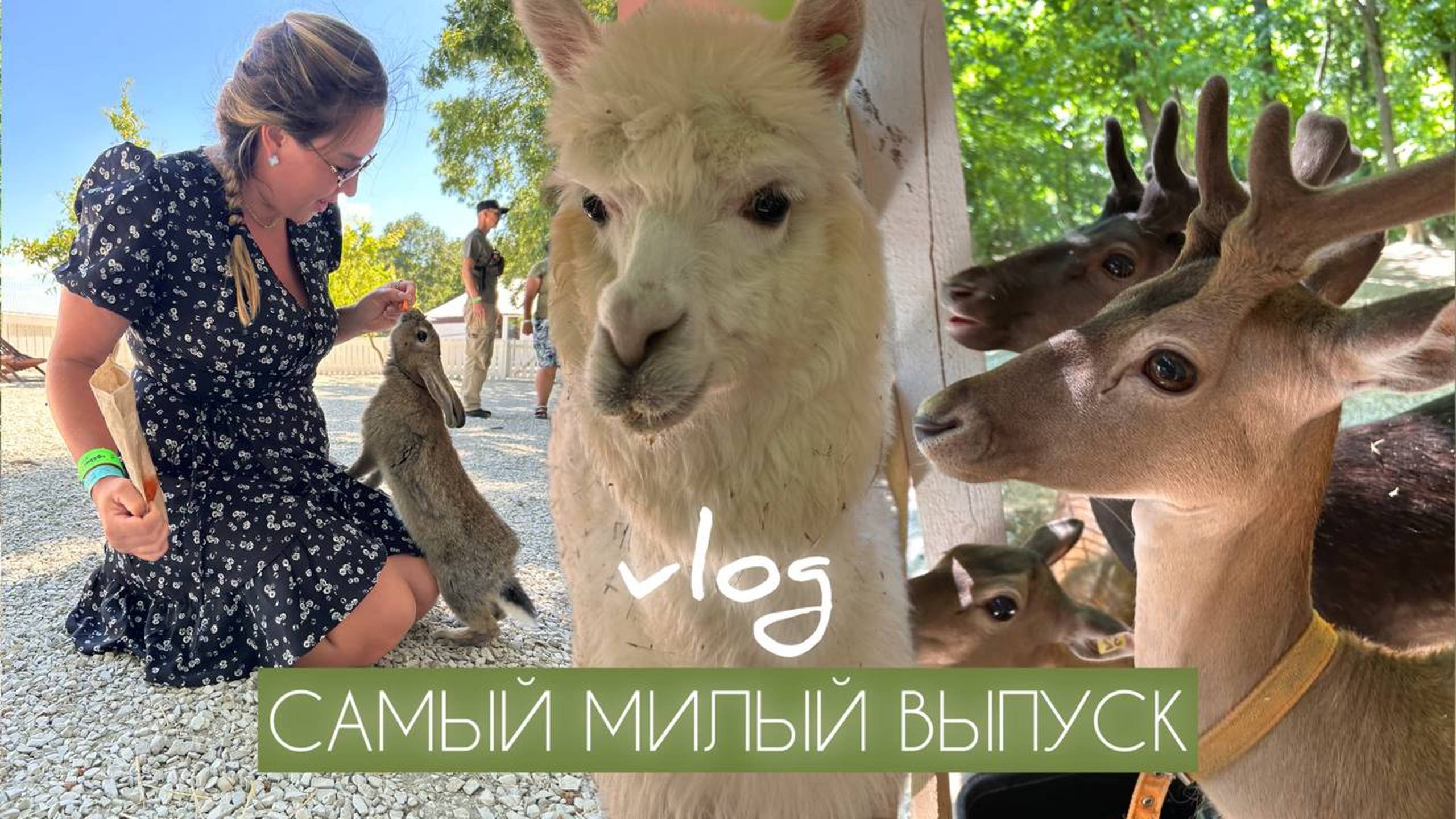 Удивительное место в Анапе/ Ферма Альпак/ милые животные