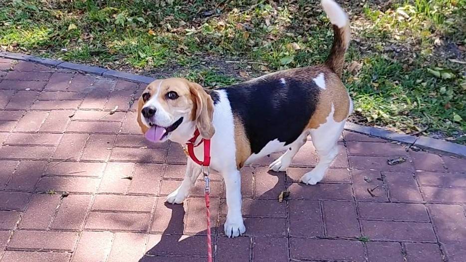 Солнышко, осенний парк, две весёлые собаки. Грейси и Фокс | Передержка собак Ростов. 21.09.2024