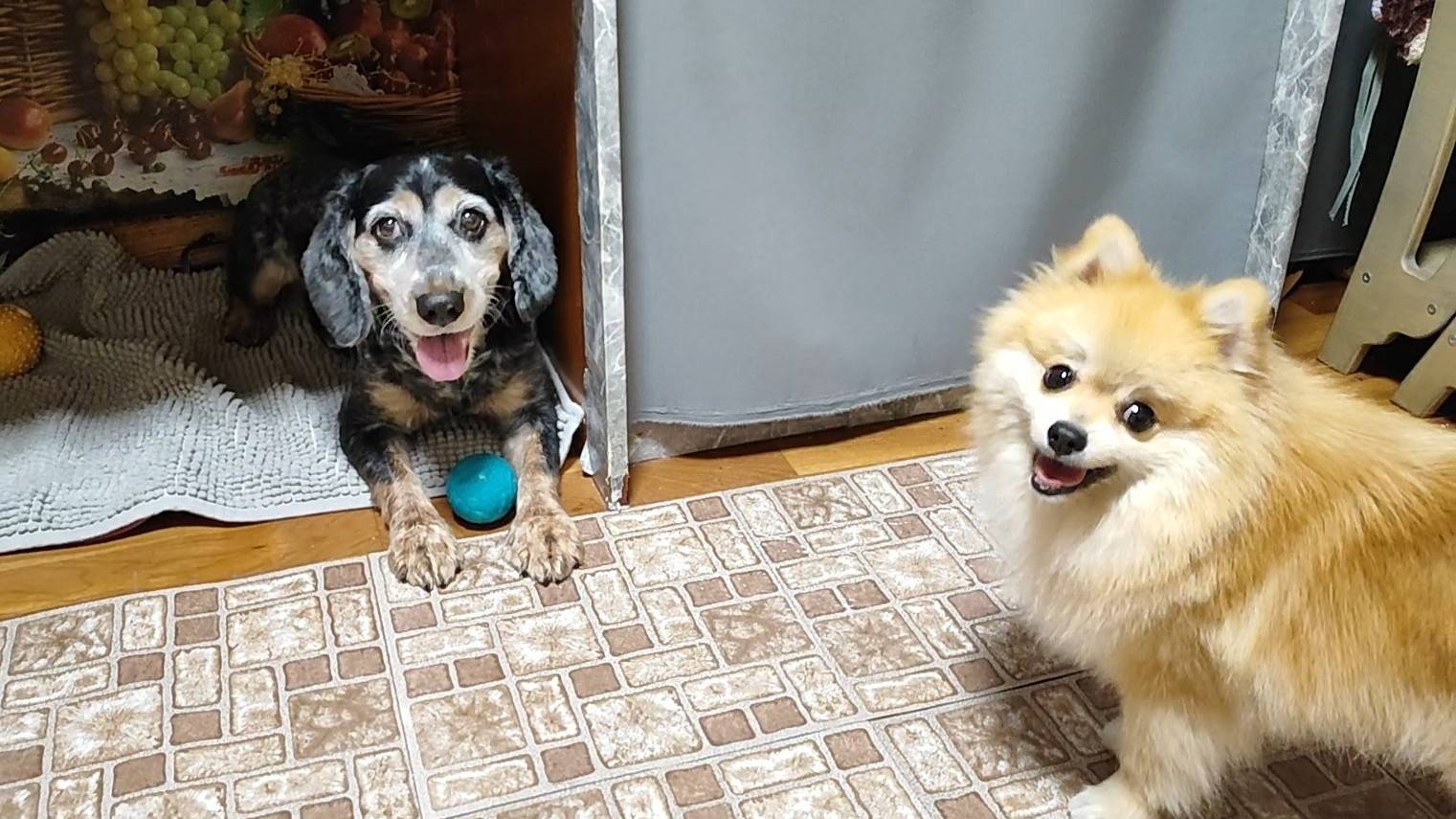 Цокотята упрыгались. Марта и Фокс | Передержка собак Ростов. 17.10.24