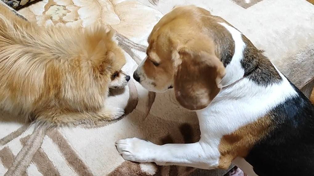 Как Грейси и Фокс общаются на 4й день знакомства | Передержка собак Ростов. 22.09.24