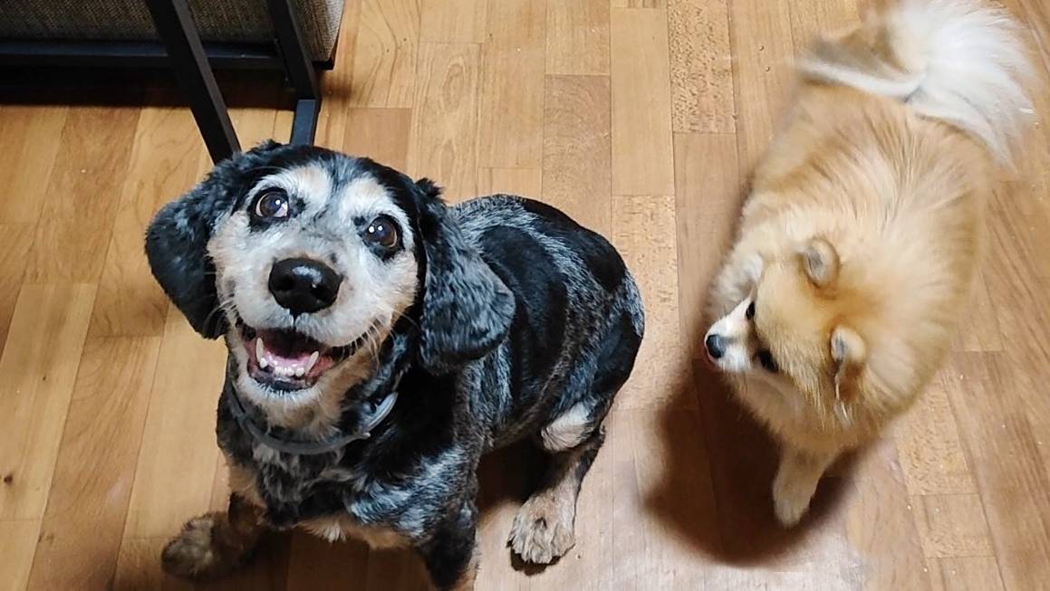 Ура, к нам приехала Марта! Вспомнят ли друг друга собаки ? Шпиц и РОС | Передержка собак Ростов