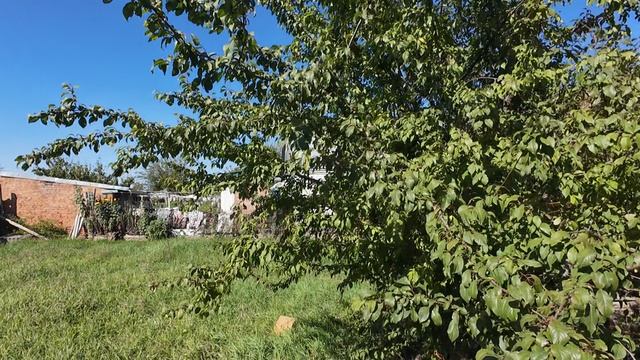 готовим панкейки с Миленой/вот так опыт/съездили в магазин/южные будни 5.10.2024