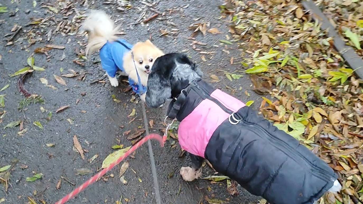 Не холодно. Красиво. Но очень, очень мокро! ) Марта и Фокс | Передержка собак Ростов. 15.10.24