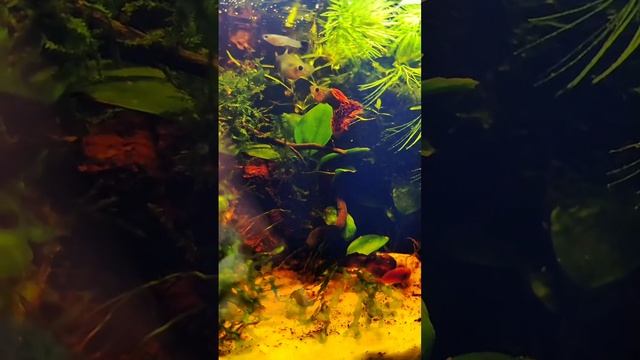 Палюдариум и жизнь в нем #сезонконтентаRUTUBE