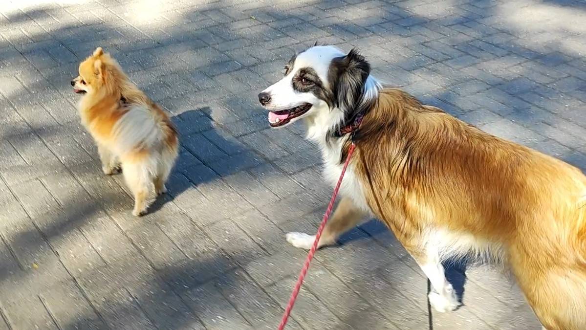 На самолёт посмотрели, птичек половили. Идём домой. Шуля и Фокс | Передержка собак Ростов. 27.09.24