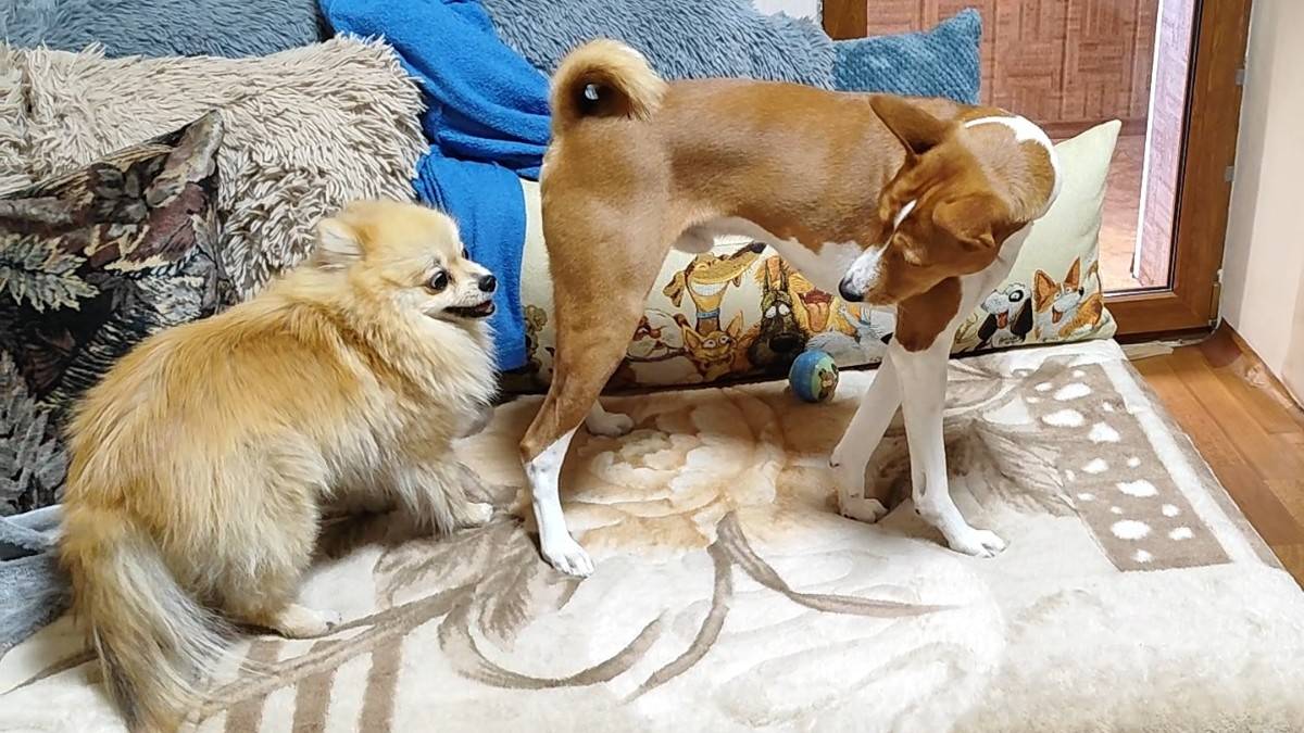 Лео валяет дурака и мячик. Фокс охотится на кашу, притворяясь дураком | Передержка собак Ростов