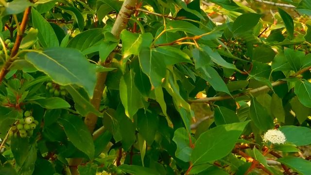 1331382-hd_1920_1080_30fps