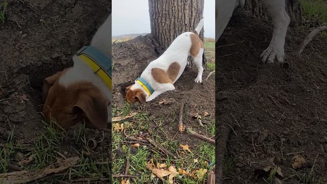 Обычная прогулка Джек Рассел #Домуреки #ДжекРассел #сезонконтентаRUTUBE