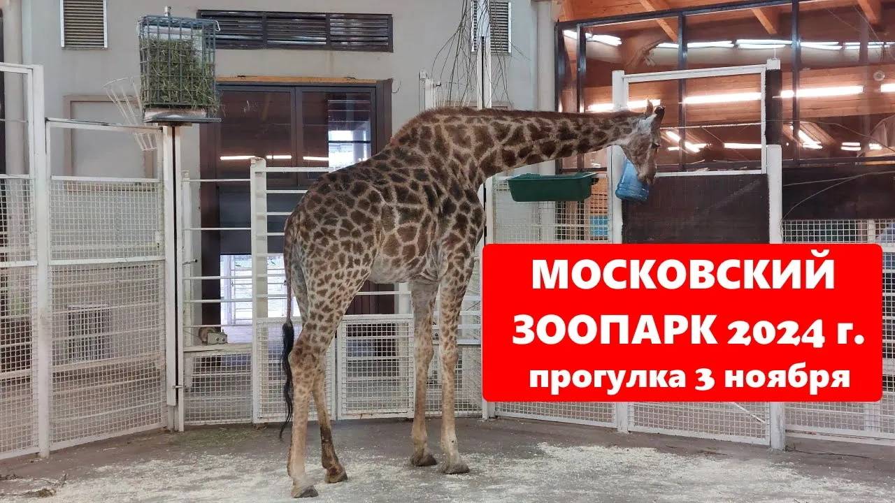 Московский зоопарк 3 ноября 2024 года — удивительные встречи с животными, прогулка, обзор