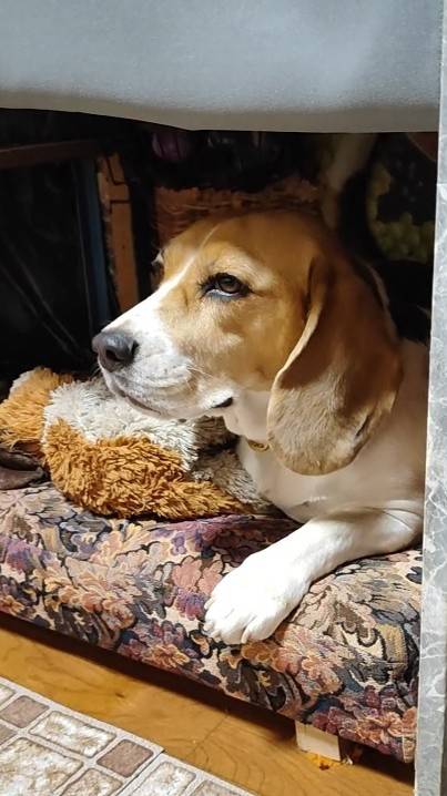 Грейси выбрала себе местечко | Передержка собак Ростов. 19.09.24