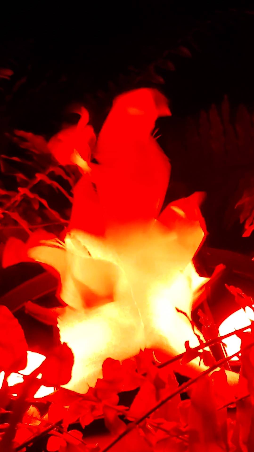 Звук костра