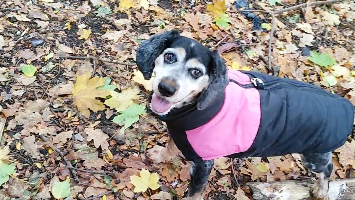 Идём в тишину и красоту. Марта и Фокс | Передержка собак Ростов. 18.10.24