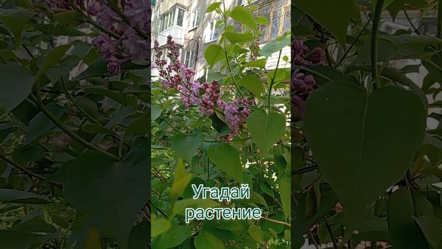 Угадай растение!.mp4