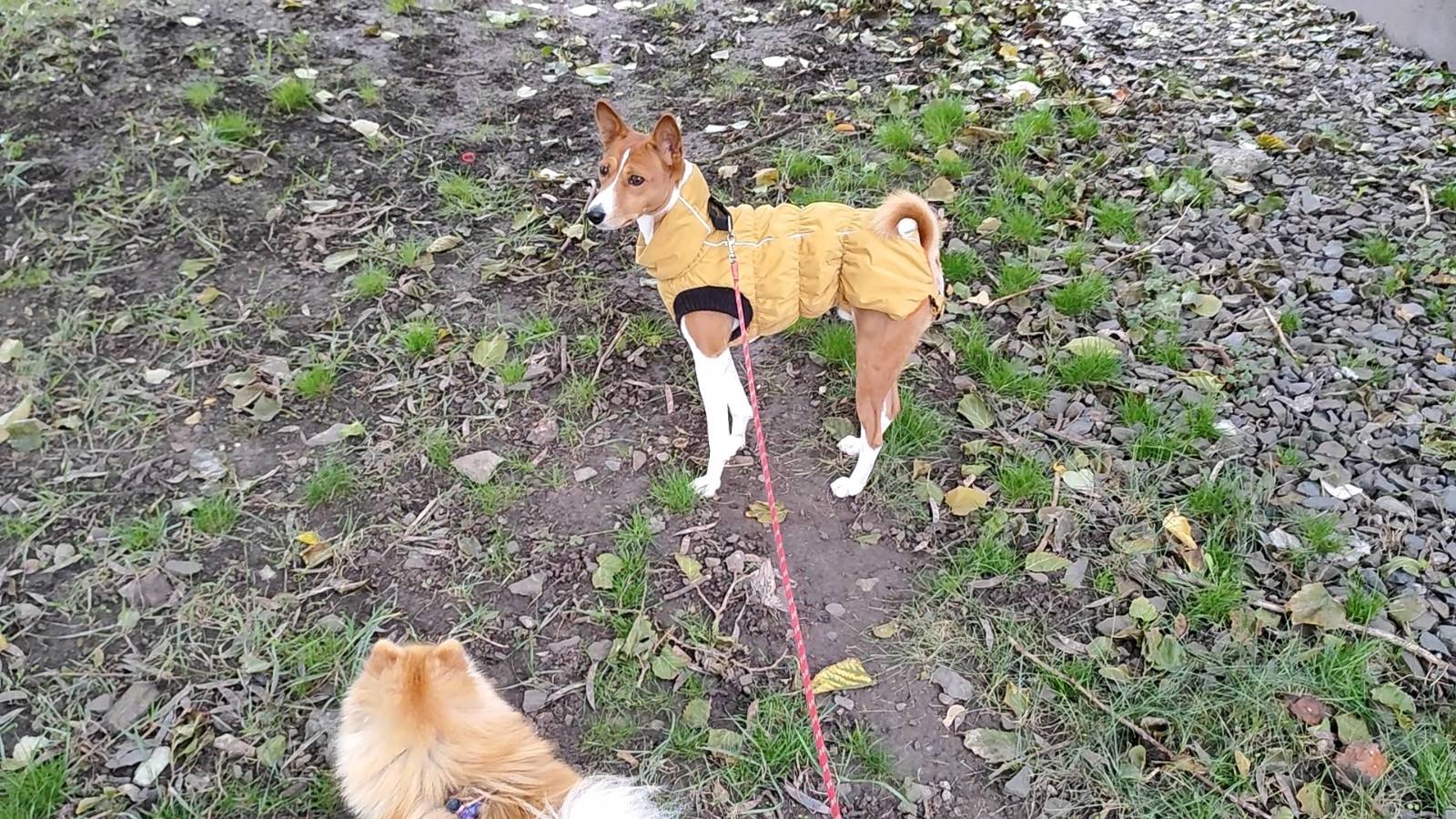 Куда спешат по утрам Лео и Фокс | Передержка собак Ростов. 07.11.24