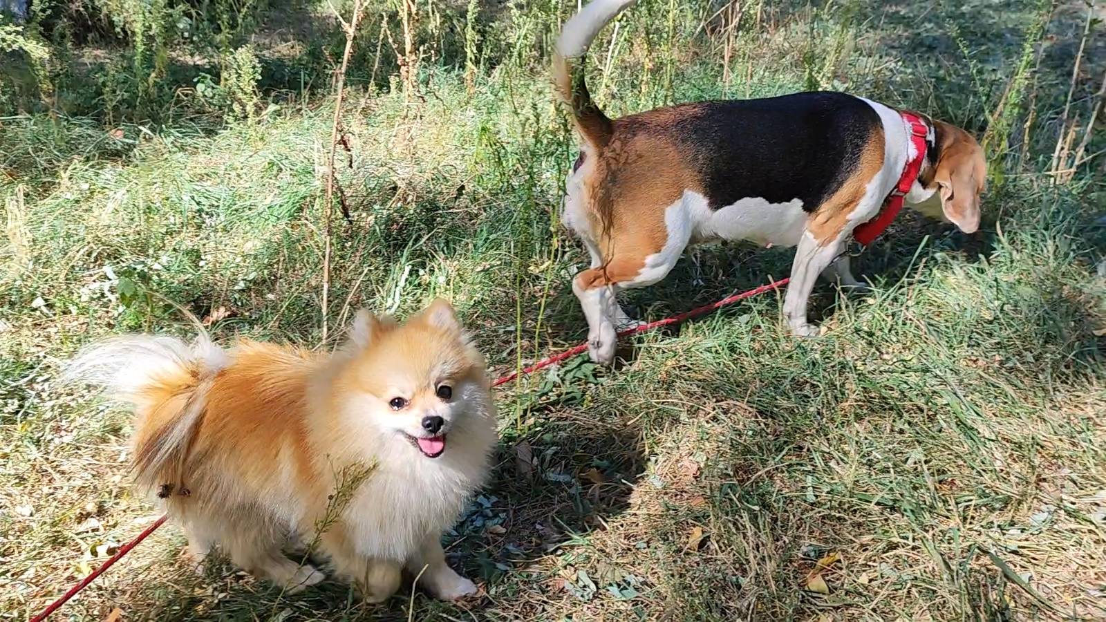 Утро в парке. Грейси и Фокс | Передержка собак Ростов. 20.09.24