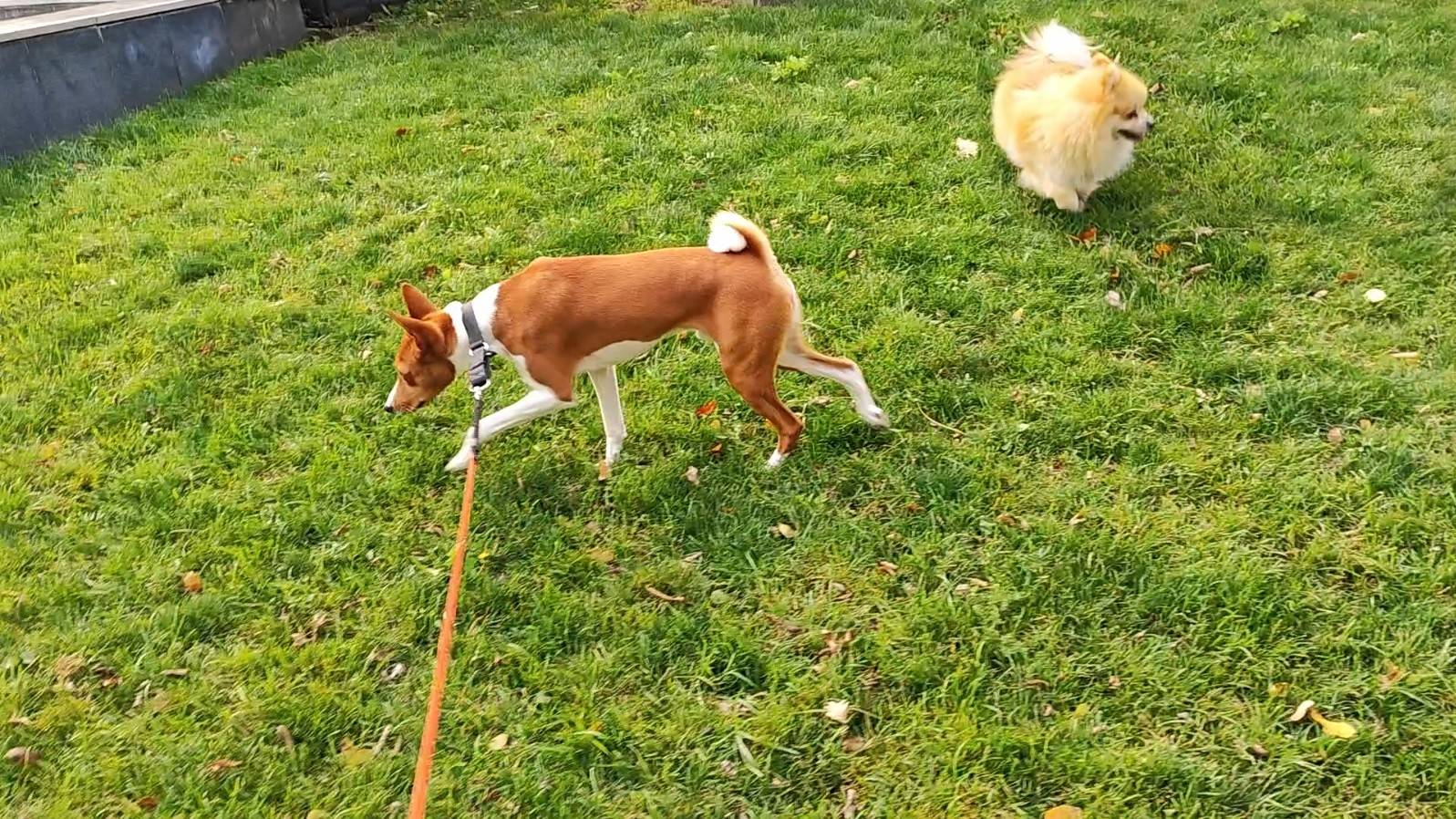 Только по дорожкам, говоришь Лео и Фокс в парке | Передержка собак Ростов. 30.10.2024