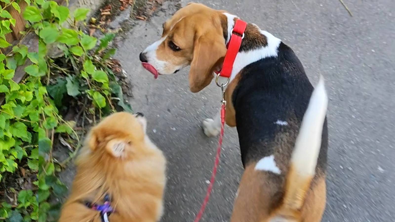 Грейси и Фокс. Первая прогулка вдвоём | Передержка собак Ростов. 19.09.24