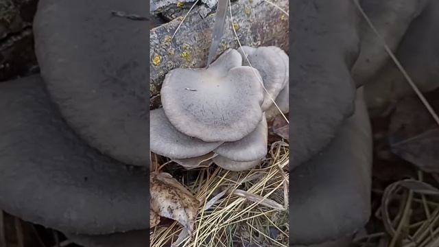 Вешенка устричная