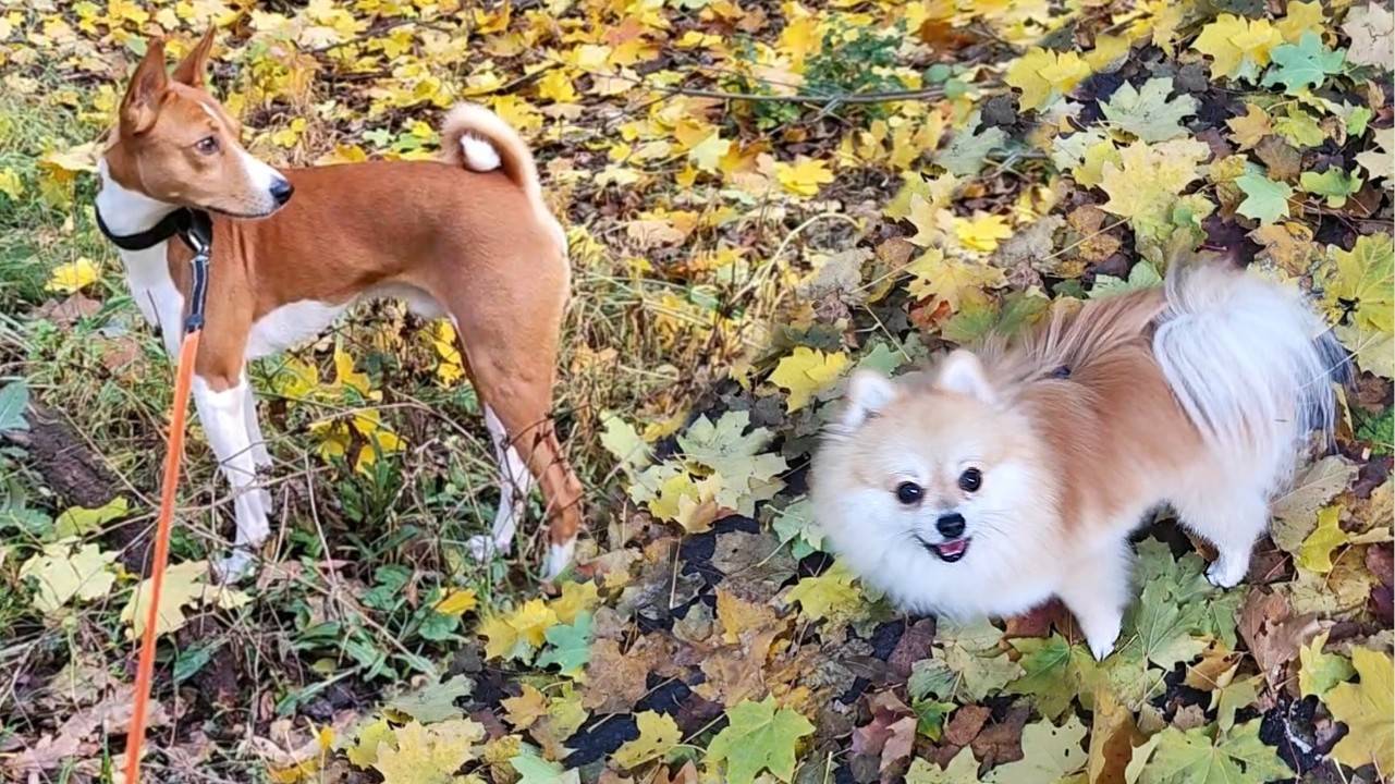 Лео, Фокс и листопад. Гуляем... | Передержка собак Ростов. 29.10.24