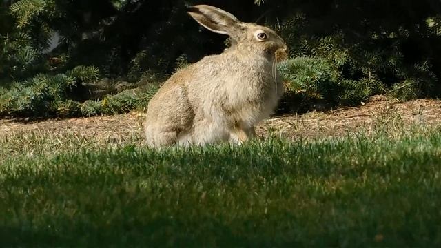 1376223-hd_1920_1080_30fps