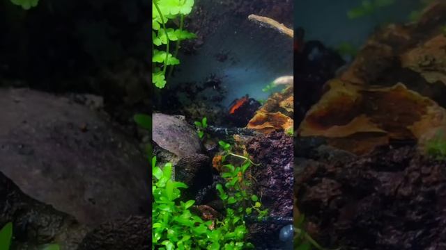 Палюдариум с крабами geosesarma и рыбками #сезонконтентаRUTUBE