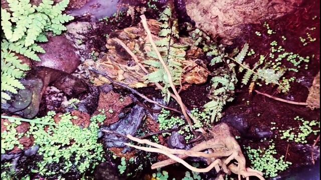 Палюдариум