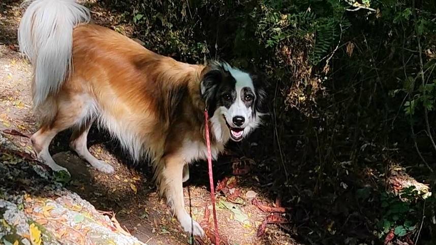 Золотые деньки, золотые собаки. Шуля и Фокс, новая встреча спустя год | Передержка собак Ростов