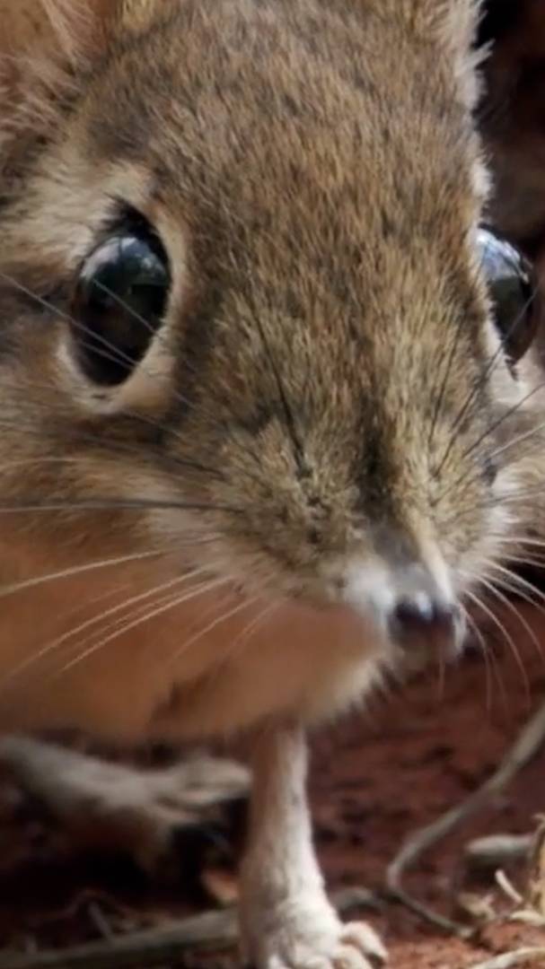 ТОП 5 экзотических животных, которым будет комфортно у вас дома!