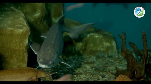 Хрустальное сердце земли 2013