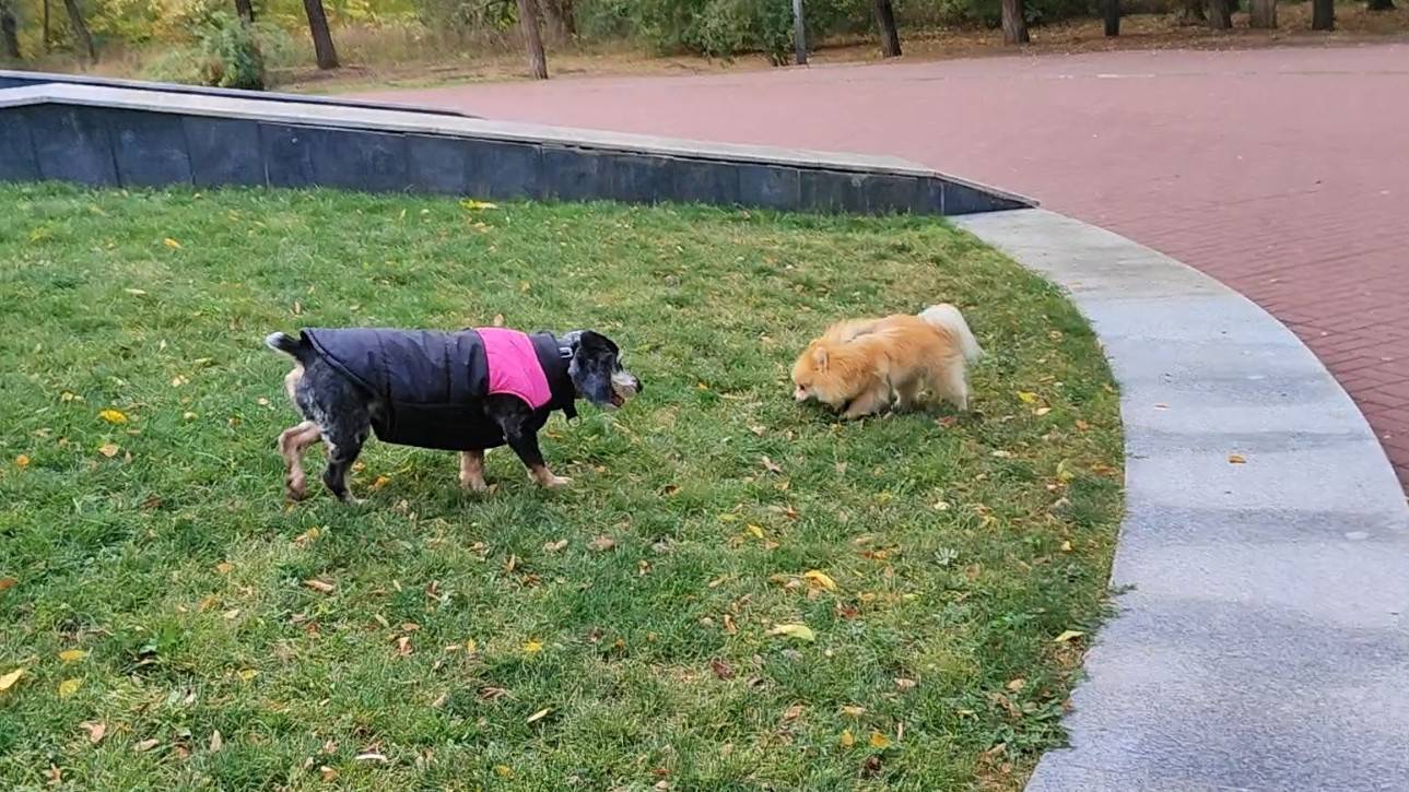 Да отстань ты со своими командами! Мы разве за этим в парк пришли? Марта и Фокс. 17.10.24