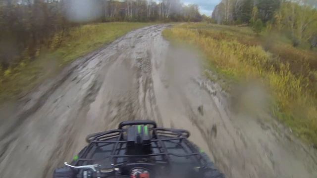 Мишка гаммер на болотине 2