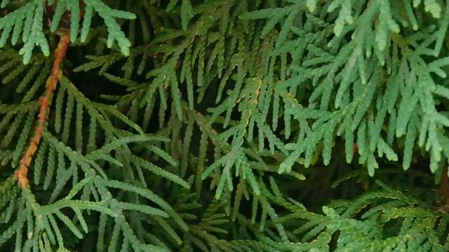 1362153-hd_1920_1080_30fps