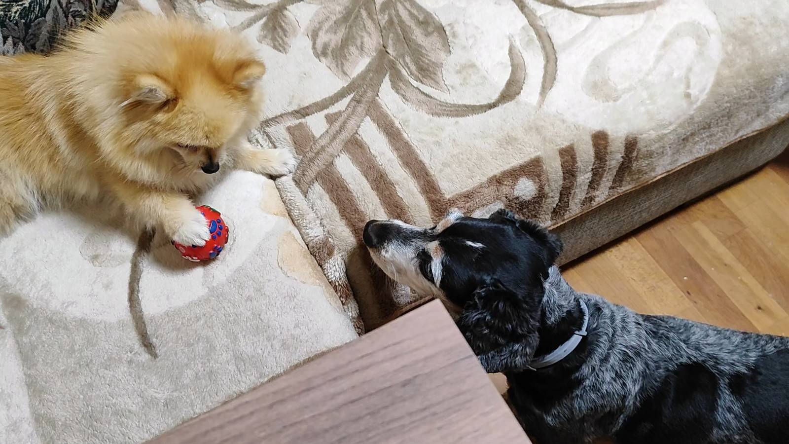 Отжиматель мячиков. Фокс и Марта | Передержка собак Ростов. 22.10.24