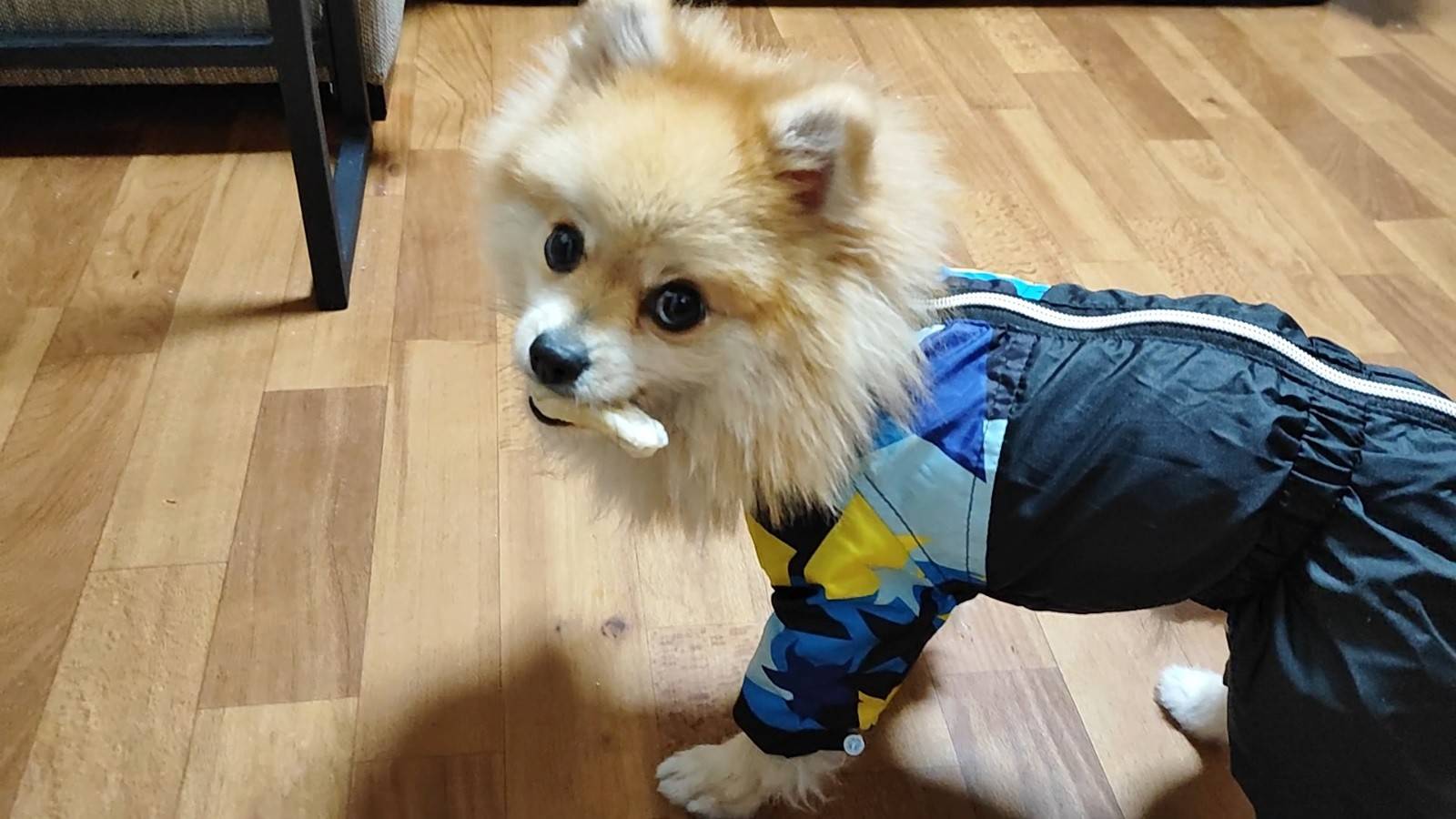 Примерка примеркой, а кость не отдам! 22.10.24