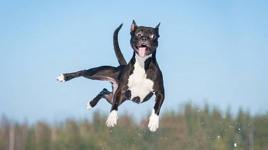 Stalker Online  Собаки у Радиовышки... ).